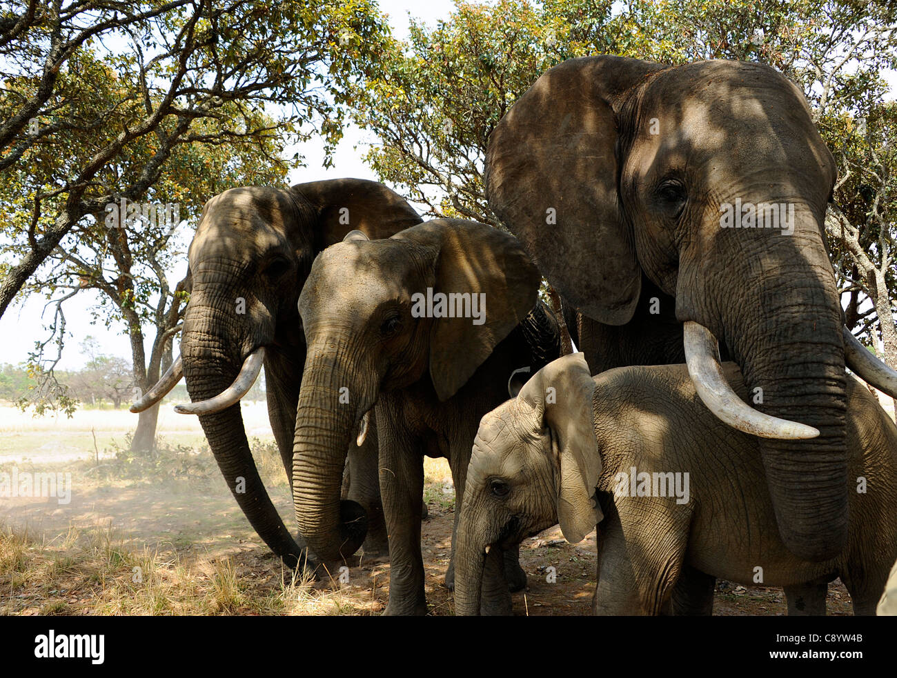 African elephants enjoying the freedom of Imire Safari Ranch in ...