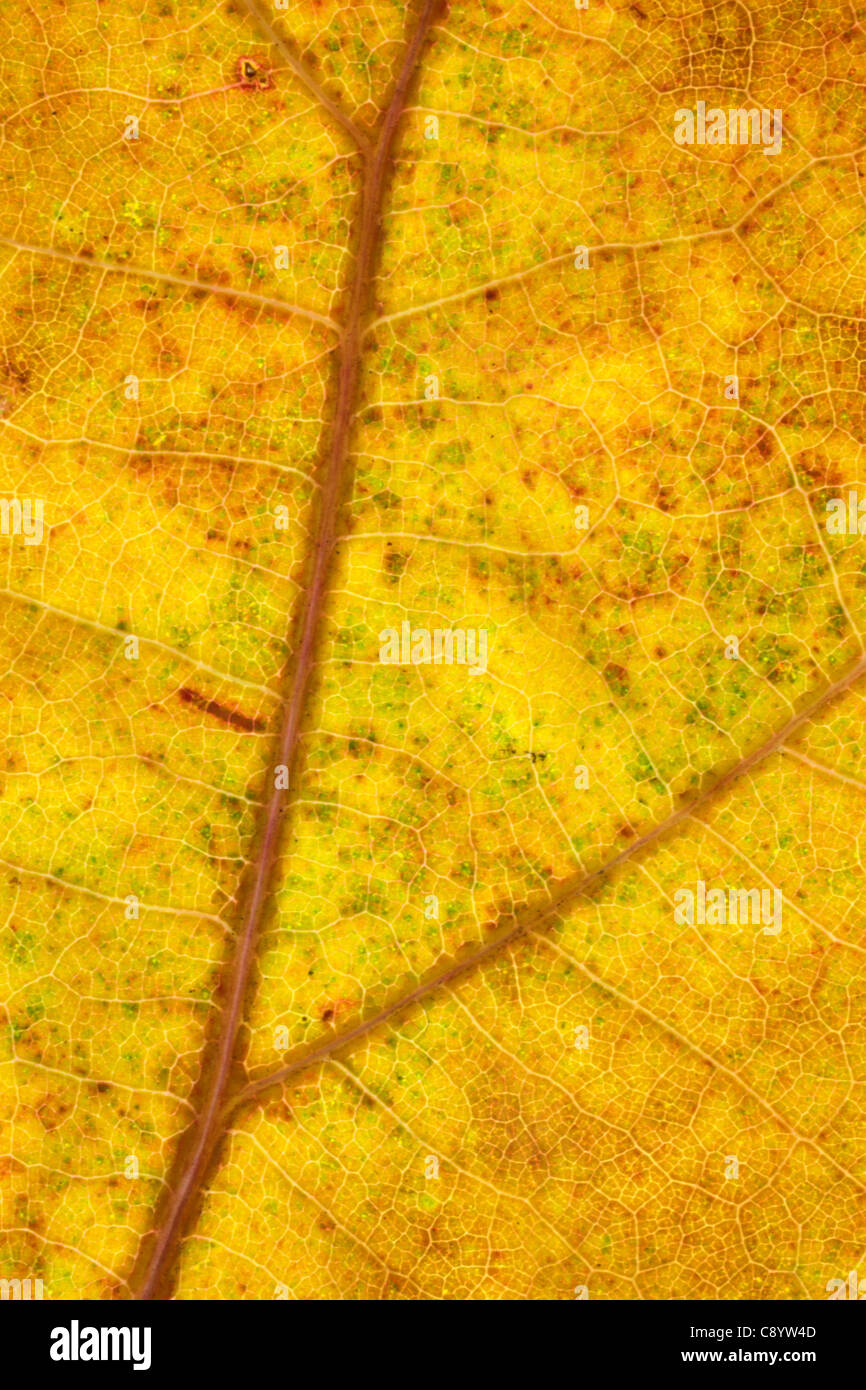 Close up of an autumn leaf Stock Photo - Alamy