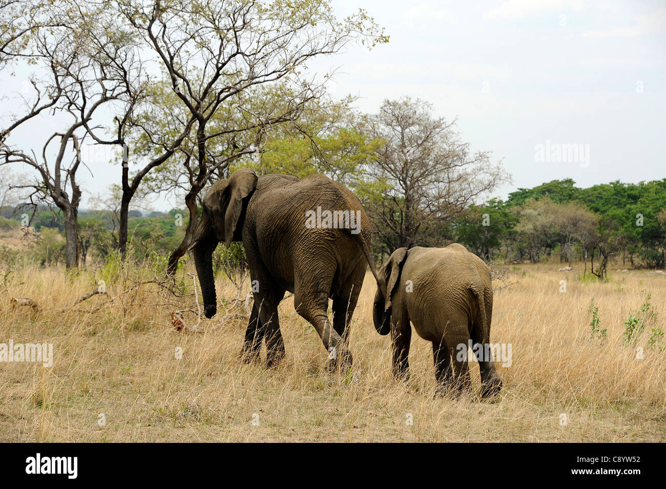 African elephants enjoying the freedom of Imire Safari Ranch in ...