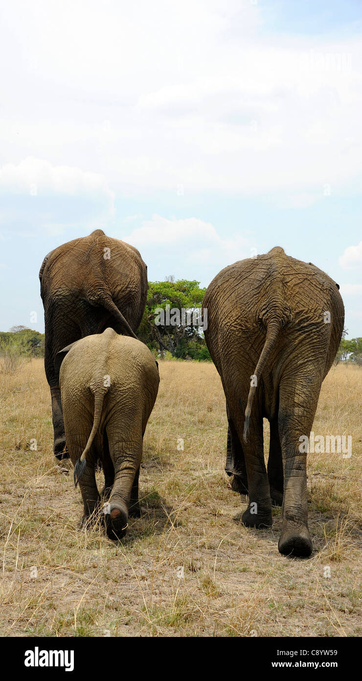 African elephants enjoying the freedom of Imire Safari Ranch in ...