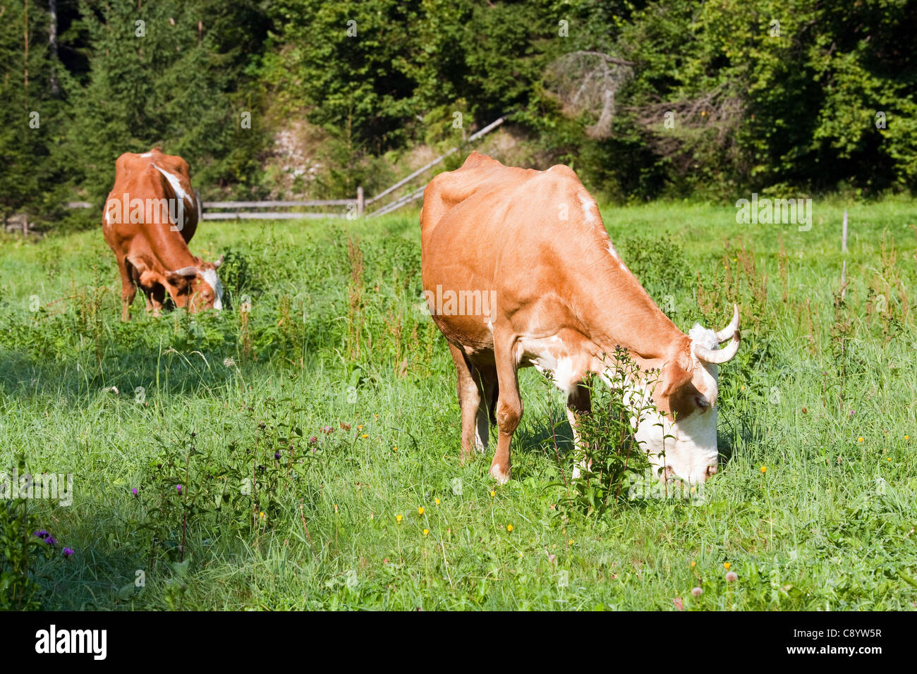 Two cows grazing on summer morning meadow (Carpathian, Ukraine Stock ...