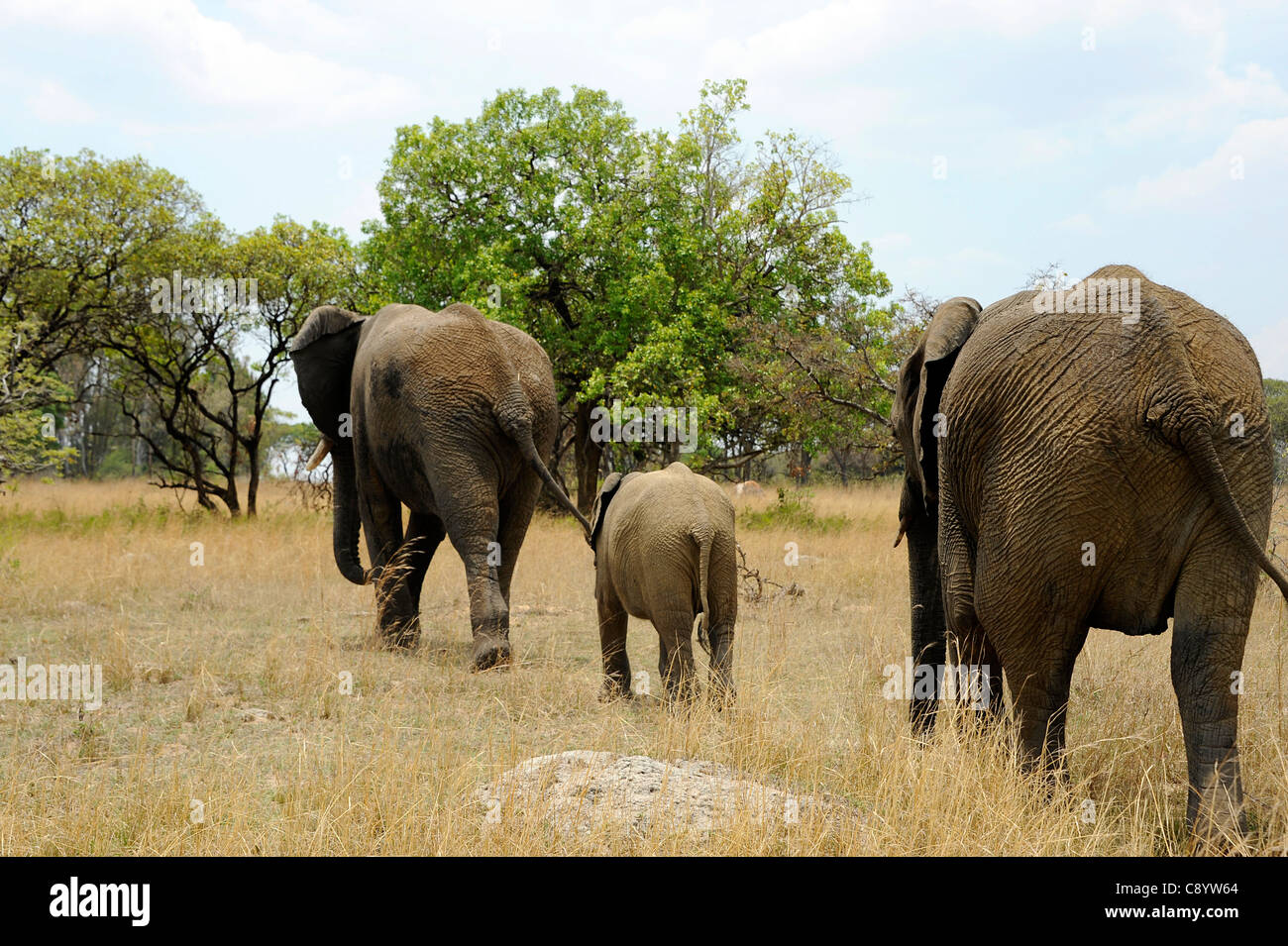 African elephants enjoying the freedom of Imire Safari Ranch in ...