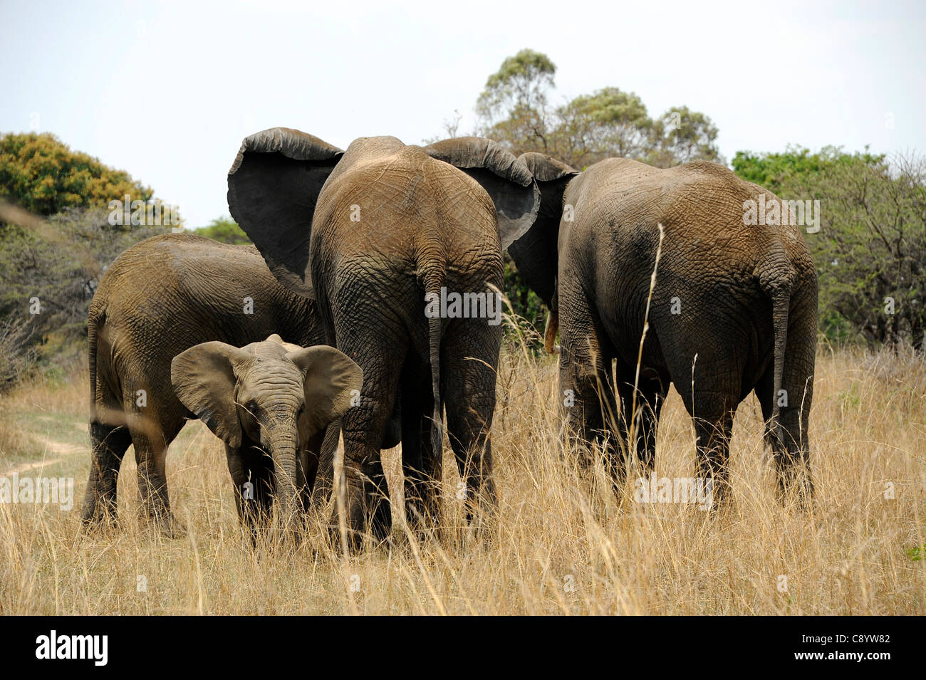 African elephants enjoying the freedom of Imire Safari Ranch in ...