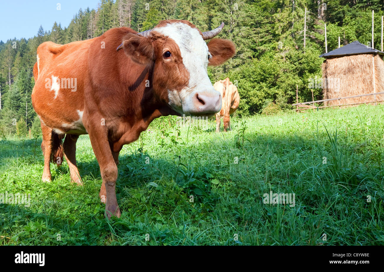 Haystack and cows on summer morning mountainside (Carpathian, Ukraine ...