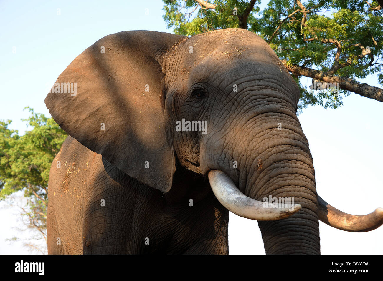 African elephant enjoying the freedom of Imire Safari Ranch in ...