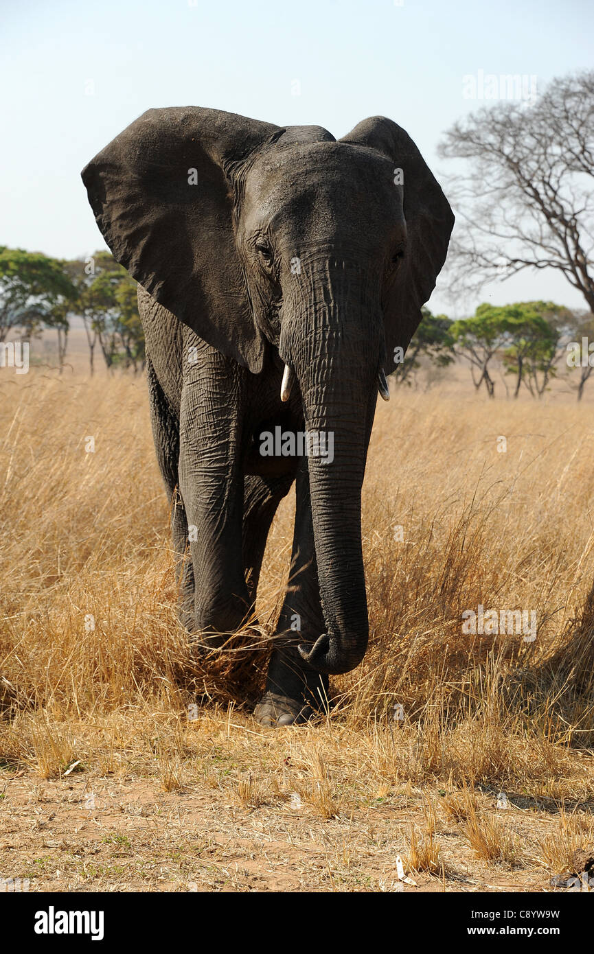 African elephant enjoying the freedom of Imire Safari Ranch in ...