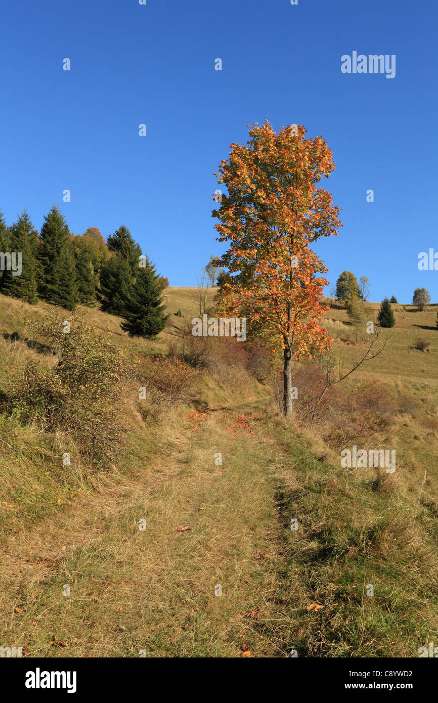 The autumnal landscape scenery near village Zazriva in Orava region ...