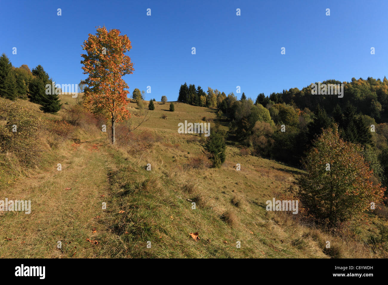 The autumnal landscape scenery near village Zazriva in Orava region ...