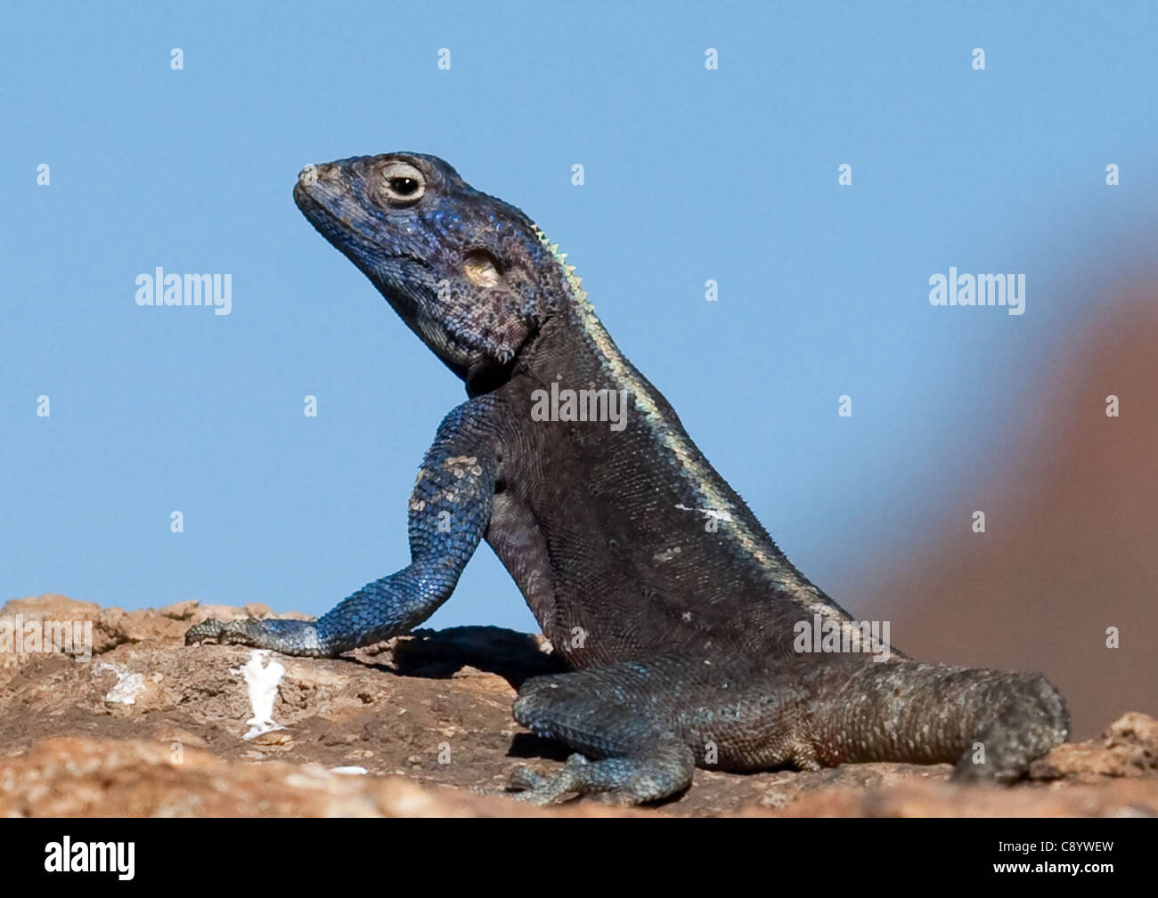 Ground Agama, Agama aculeata with white breeding stripe showing Stock ...