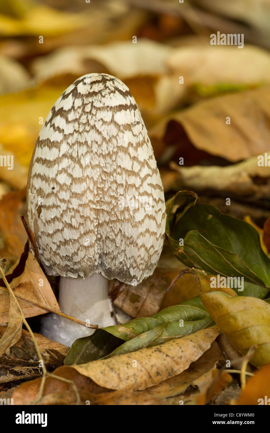 Magpie Inkcap Mushroom (Coprinus picaceus) in nature on forest floor ...