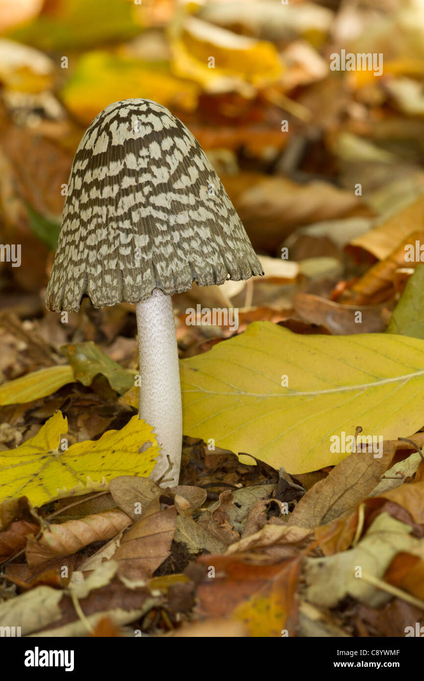 Magpie Inkcap Mushroom (Coprinus picaceus) in nature on forest floor ...