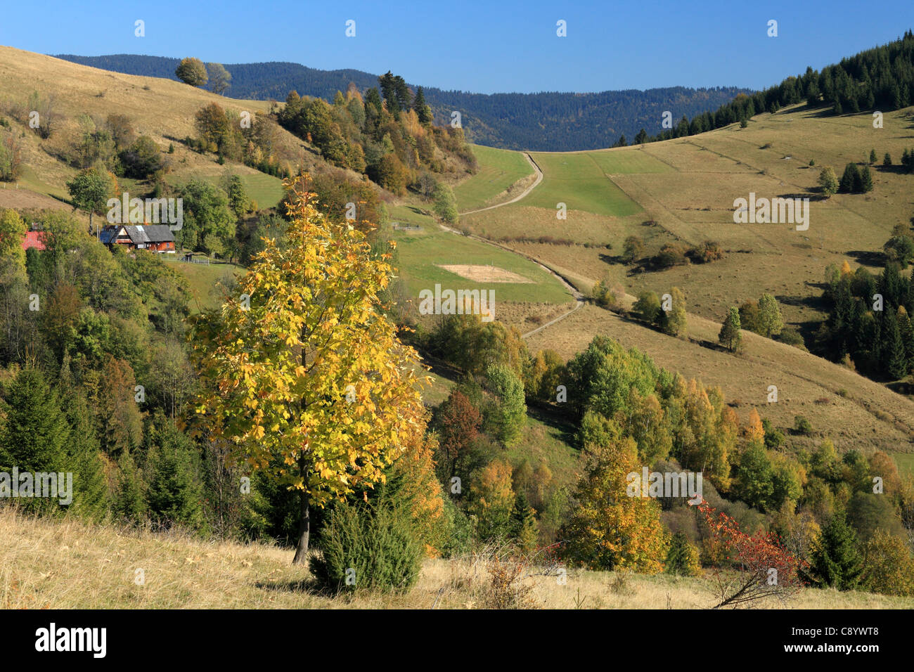 The autumnal colours of rural countryside at village Zazriva (part ...