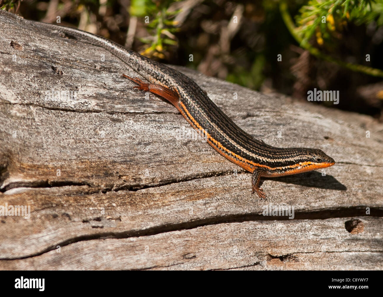 Red-sided Skink, Trachylepsis homalocephala Stock Photo - Alamy