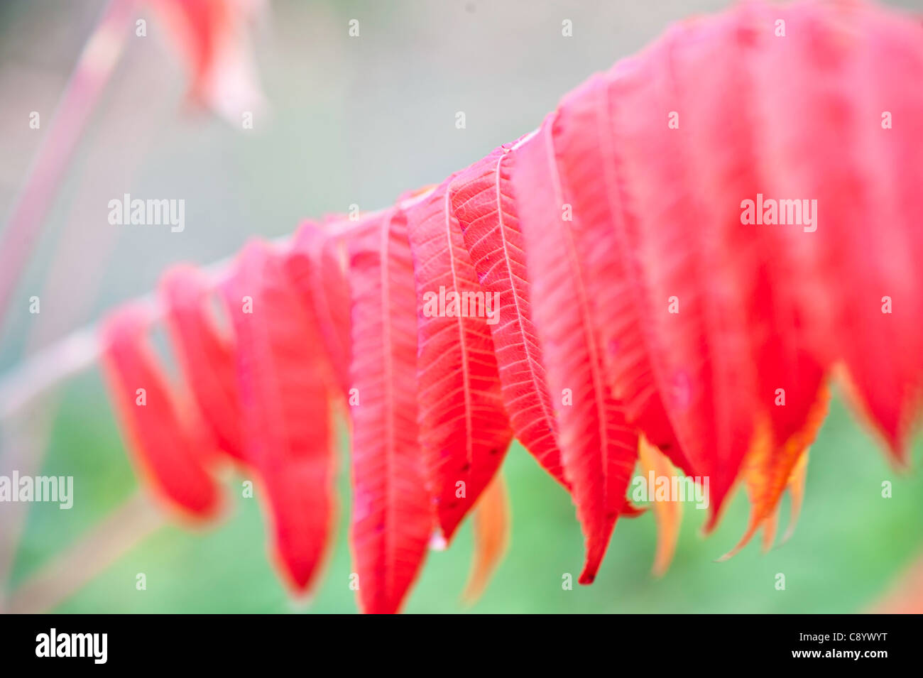 Autumn colours, Hampton, United Kingdom Stock Photo - Alamy