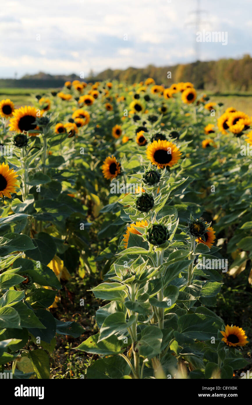 A field of sunflowers in the autumn sun Stock Photo - Alamy