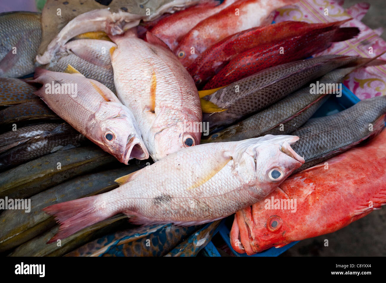Fish market seafood philippines hi-res stock photography and images - Alamy