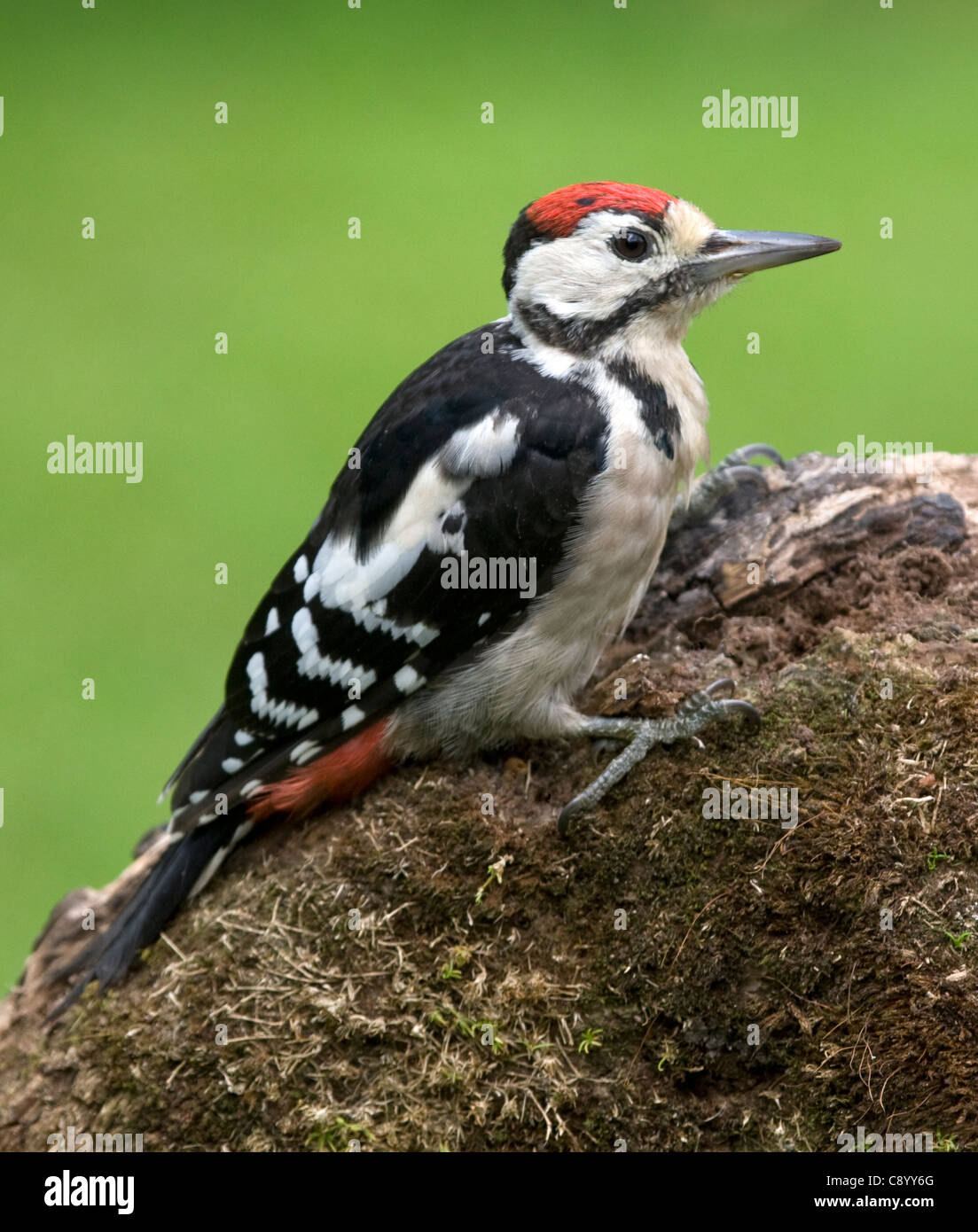 Lesser spotted woodpecker, Dendrocopos minor on a tree stump Stock ...