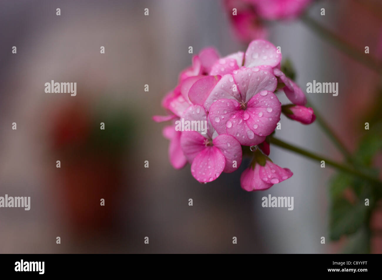 Pink flowers in the rain Stock Photo - Alamy