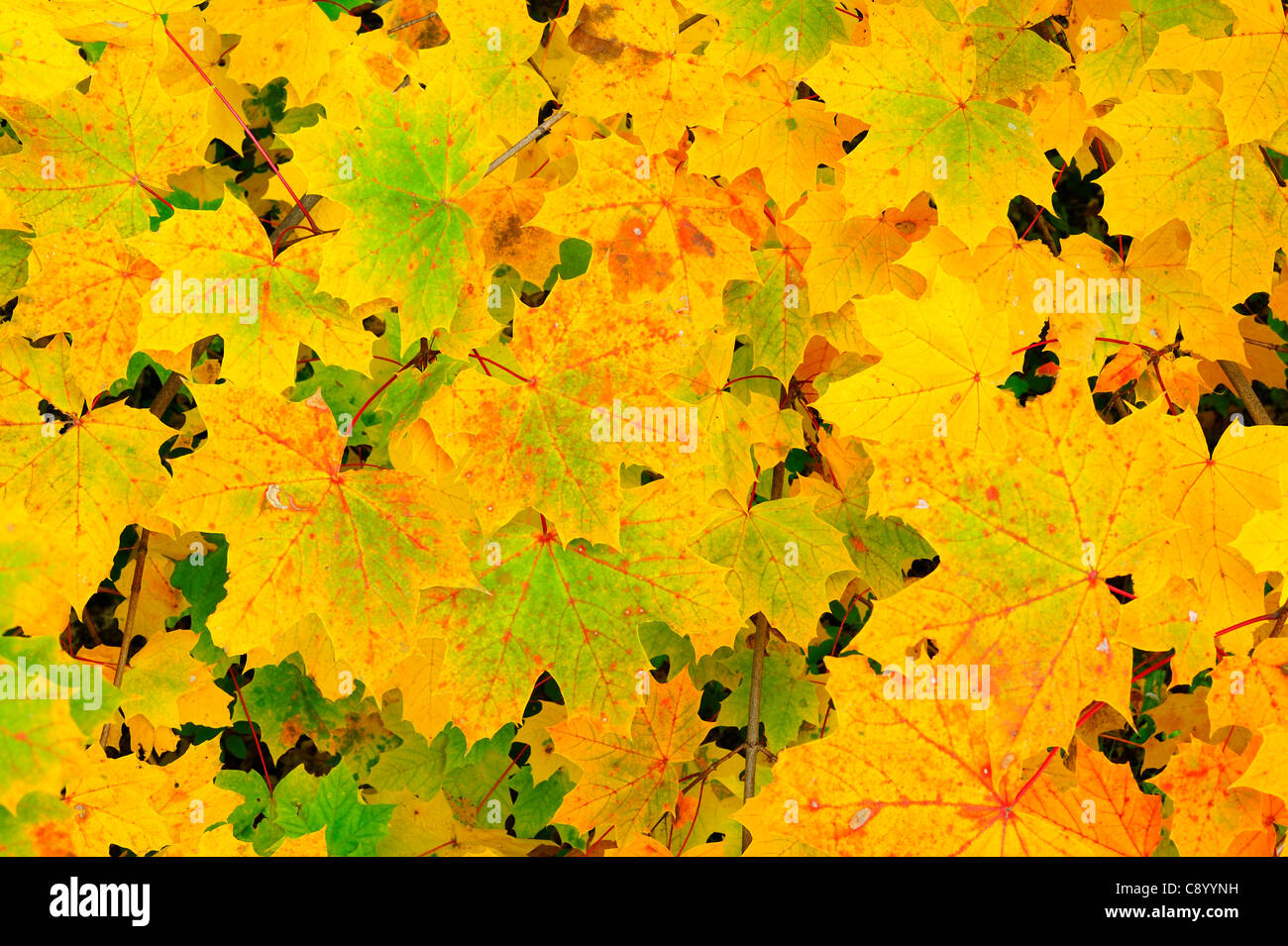 Autumn (Fall) leaves on a maple tree, in closeup Stock Photo - Alamy