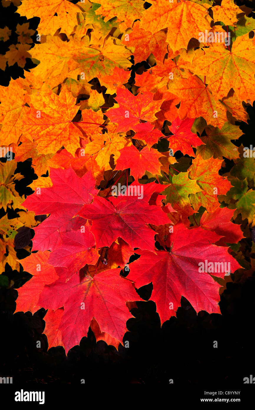 Autumn (Fall) leaves on a maple tree, in closeup. Space for text at the ...