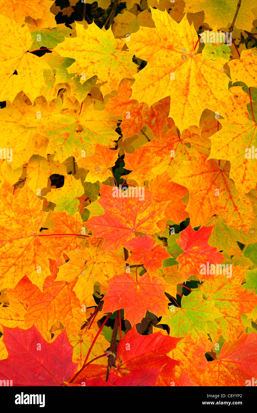 Autumn (Fall) leaves on a maple tree, in closeup Stock Photo - Alamy