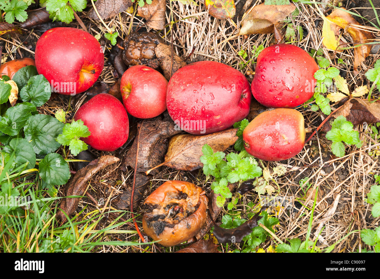 Red Windfall Eating Apples Lie Rotting on The Ground in an Oxfordshire ...