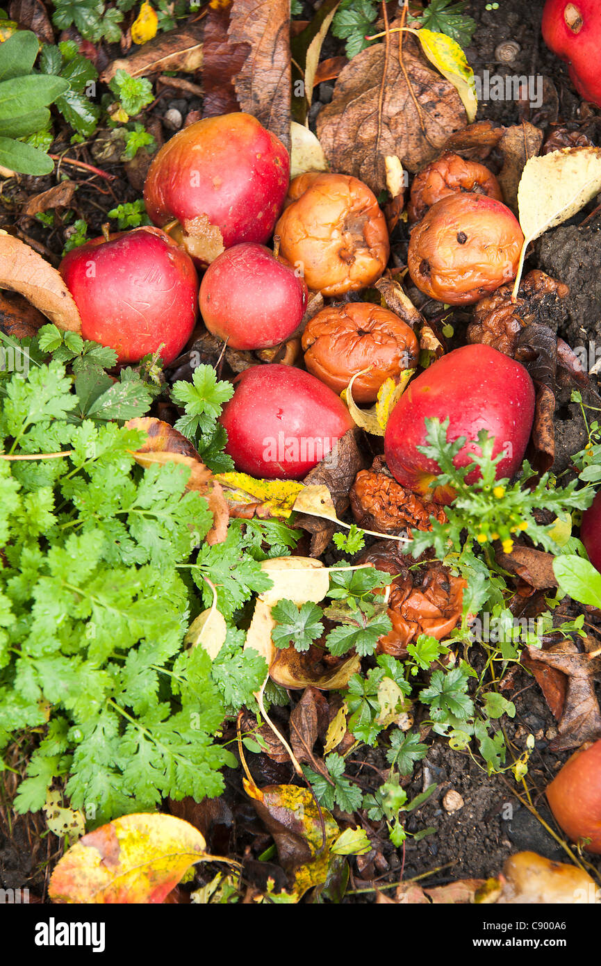Red apples rotting hi-res stock photography and images - Alamy