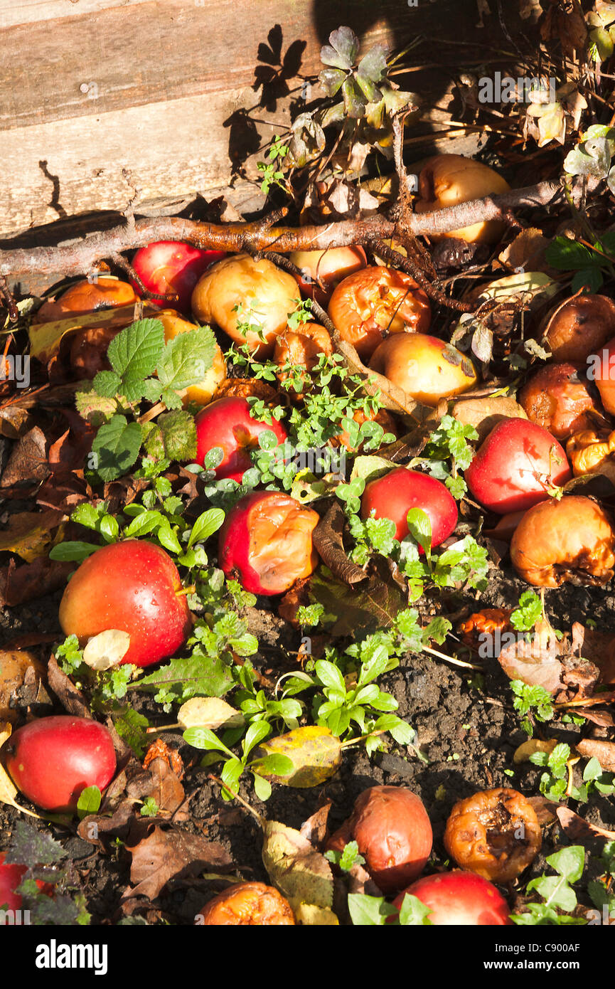 Red Windfall Eating Apples Lie Rotting on The Ground in an Oxfordshire ...