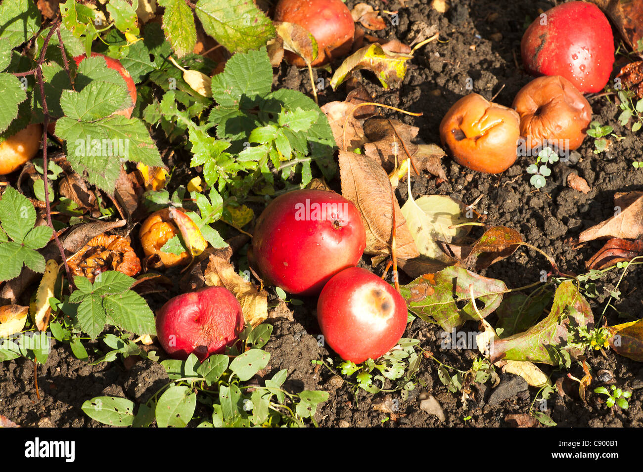 Red Windfall Eating Apples Lie Rotting on The Ground in an Oxfordshire ...