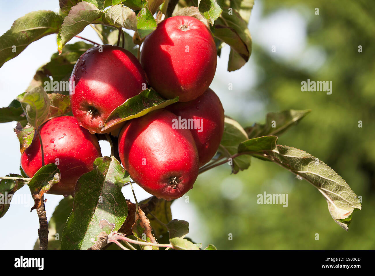 A Bunch of Ripe Red Eating Apples in an Apple Tree in an Oxfordshire ...