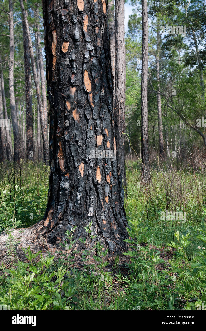 Recently burned Longleaf Pine Pinus palustris Forest Apalachicola ...