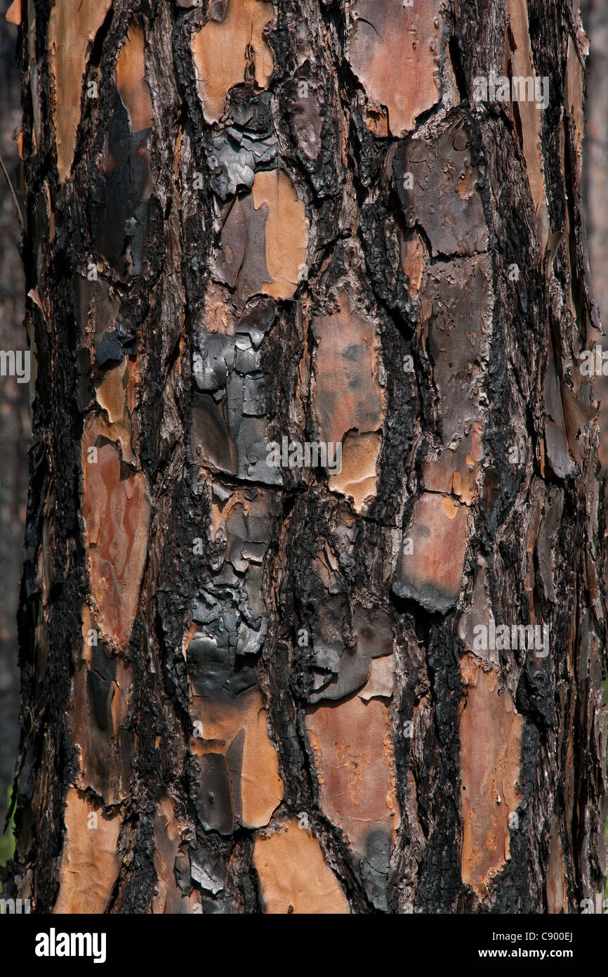 Close-up of recently burned Longleaf Pine tree Pinus palustris Forest ...