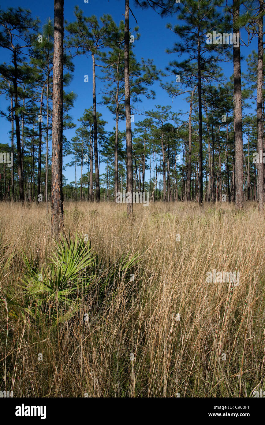 Florida palmetto pine forest hi-res stock photography and images - Alamy