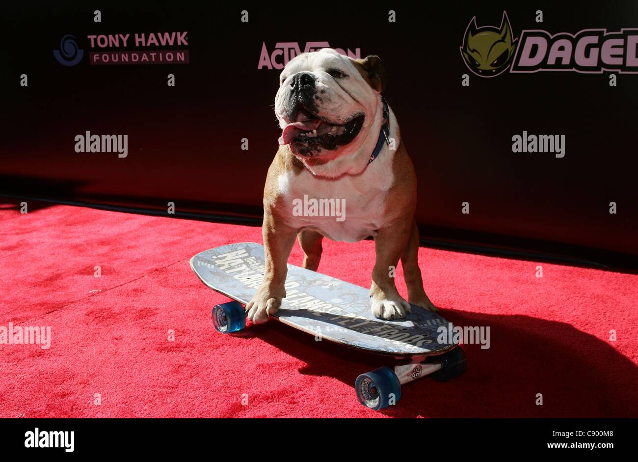 Skateboarding dog tillman hi-res stock photography and images - Alamy