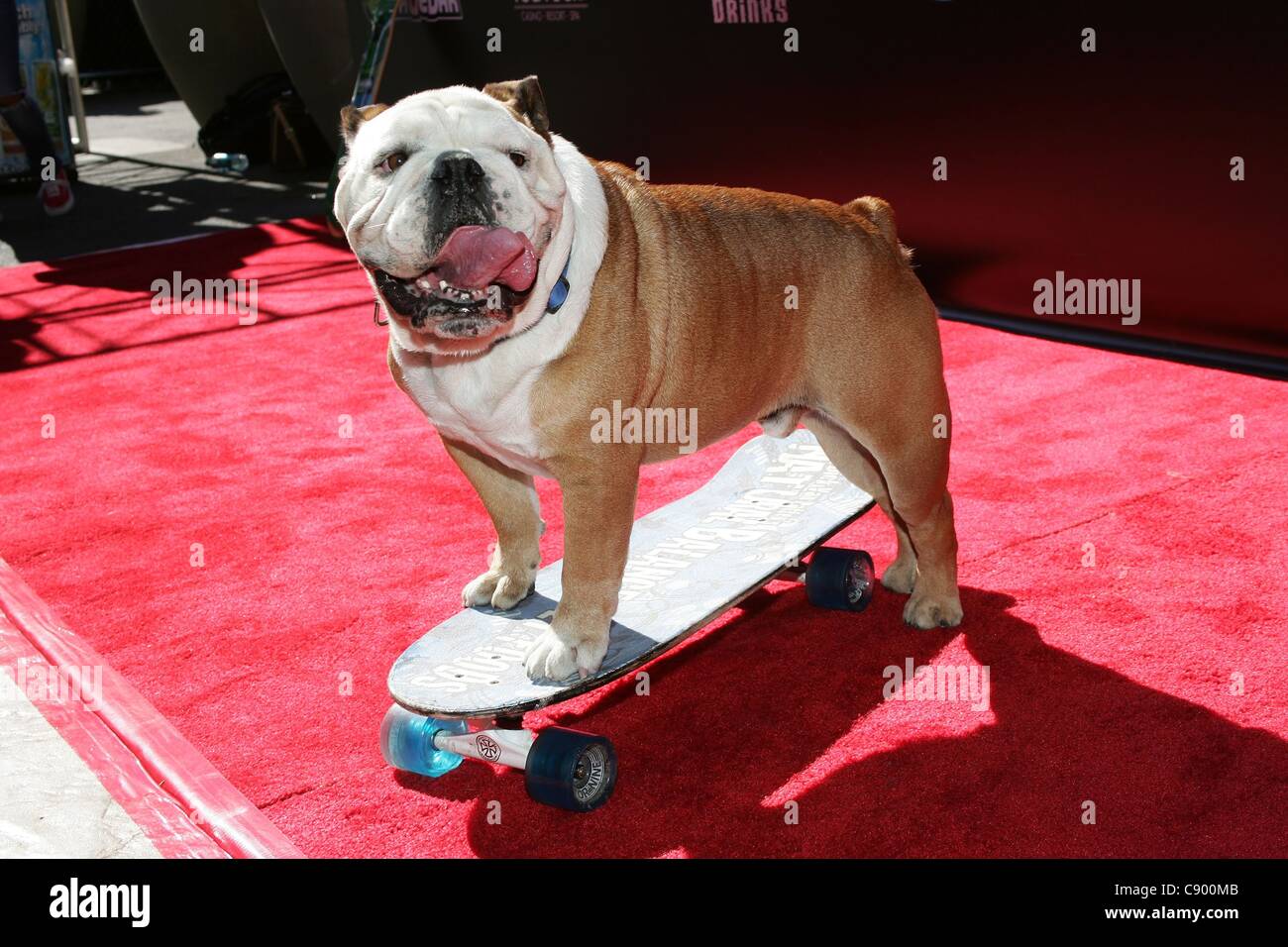Skateboarding dog tillman hi-res stock photography and images - Alamy