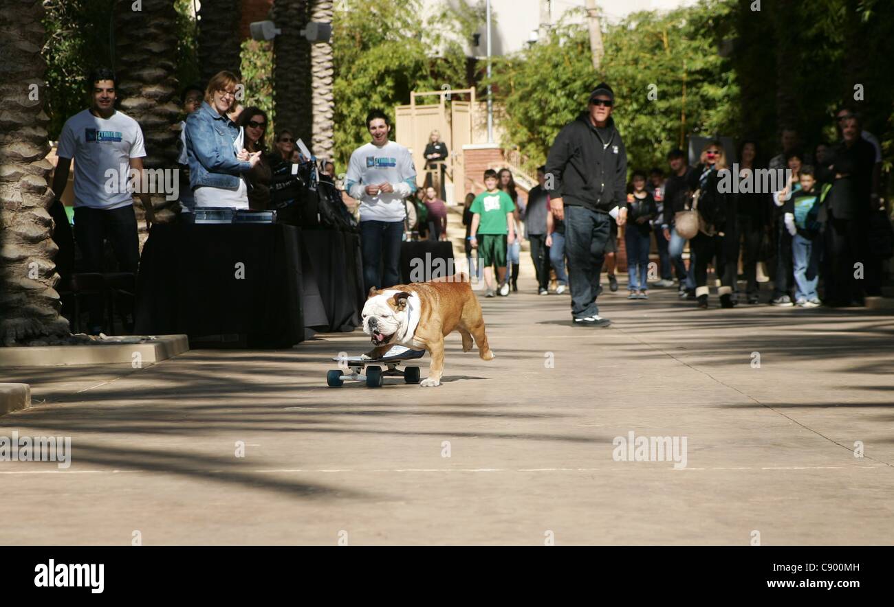 Skateboarding dog tillman hi-res stock photography and images - Alamy