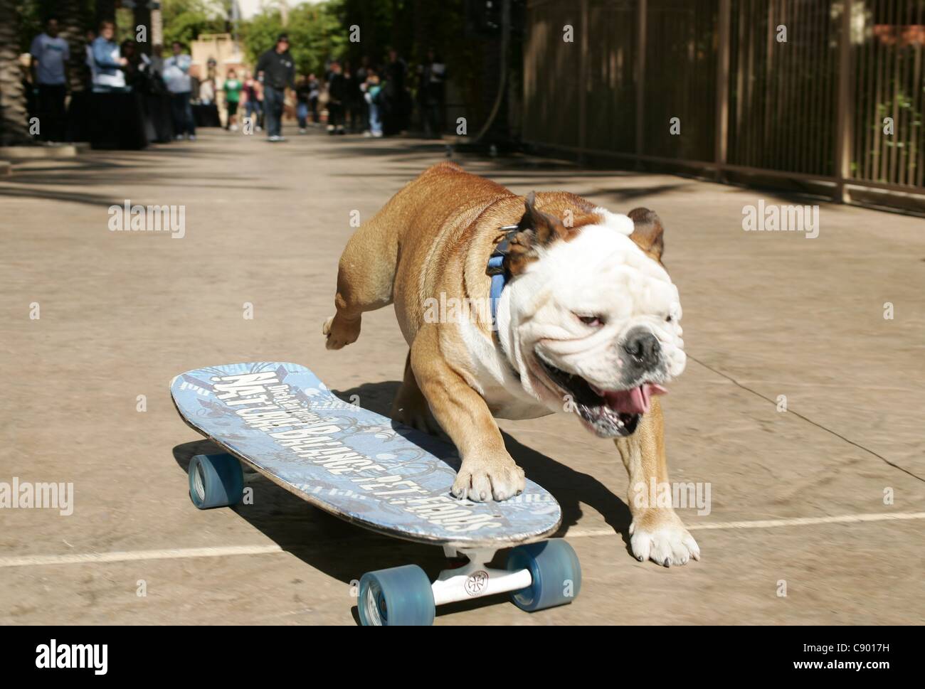 Skateboarding dog tillman hi-res stock photography and images - Alamy