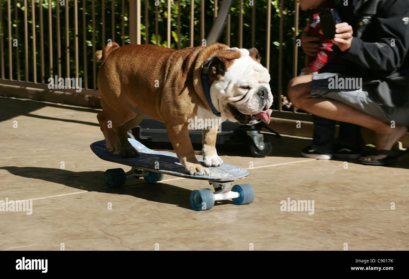 Tillman the Skateboarding Dog at a public appearance for 3rd Annual ...