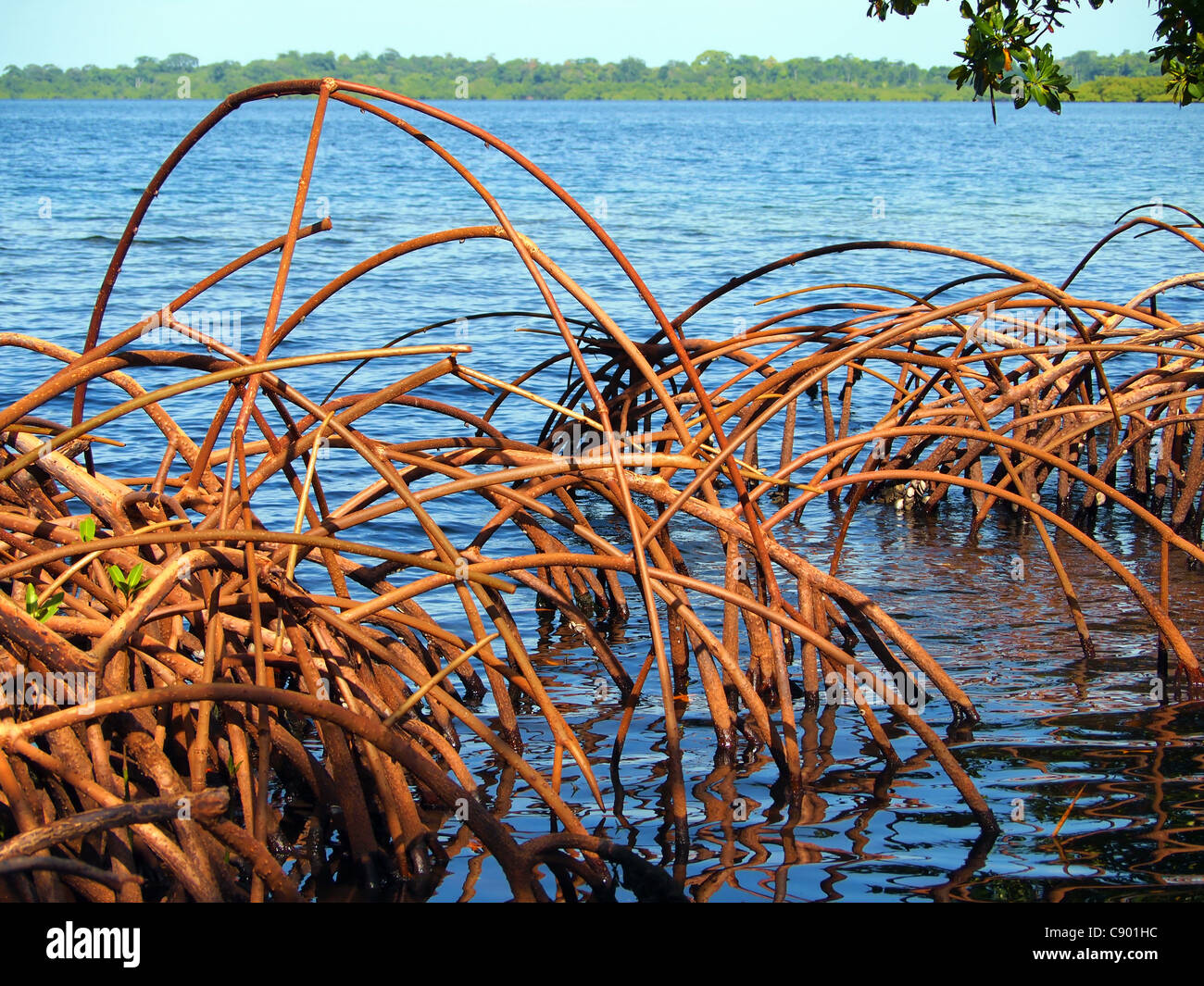 Curved mangrove roots in the caribbean sea, Bocas del Toro, Panama ...
