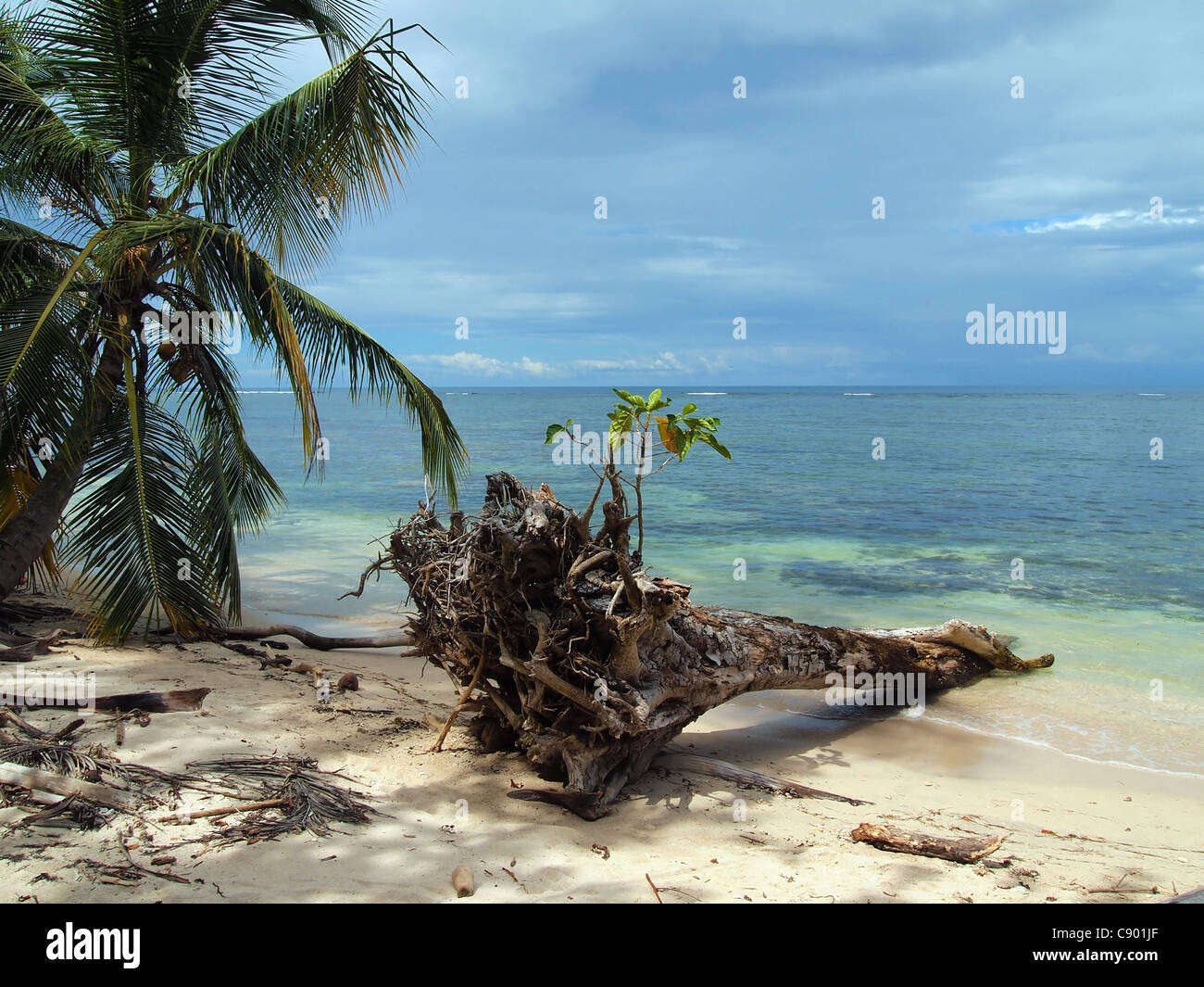 Noni tree hi-res stock photography and images - Alamy