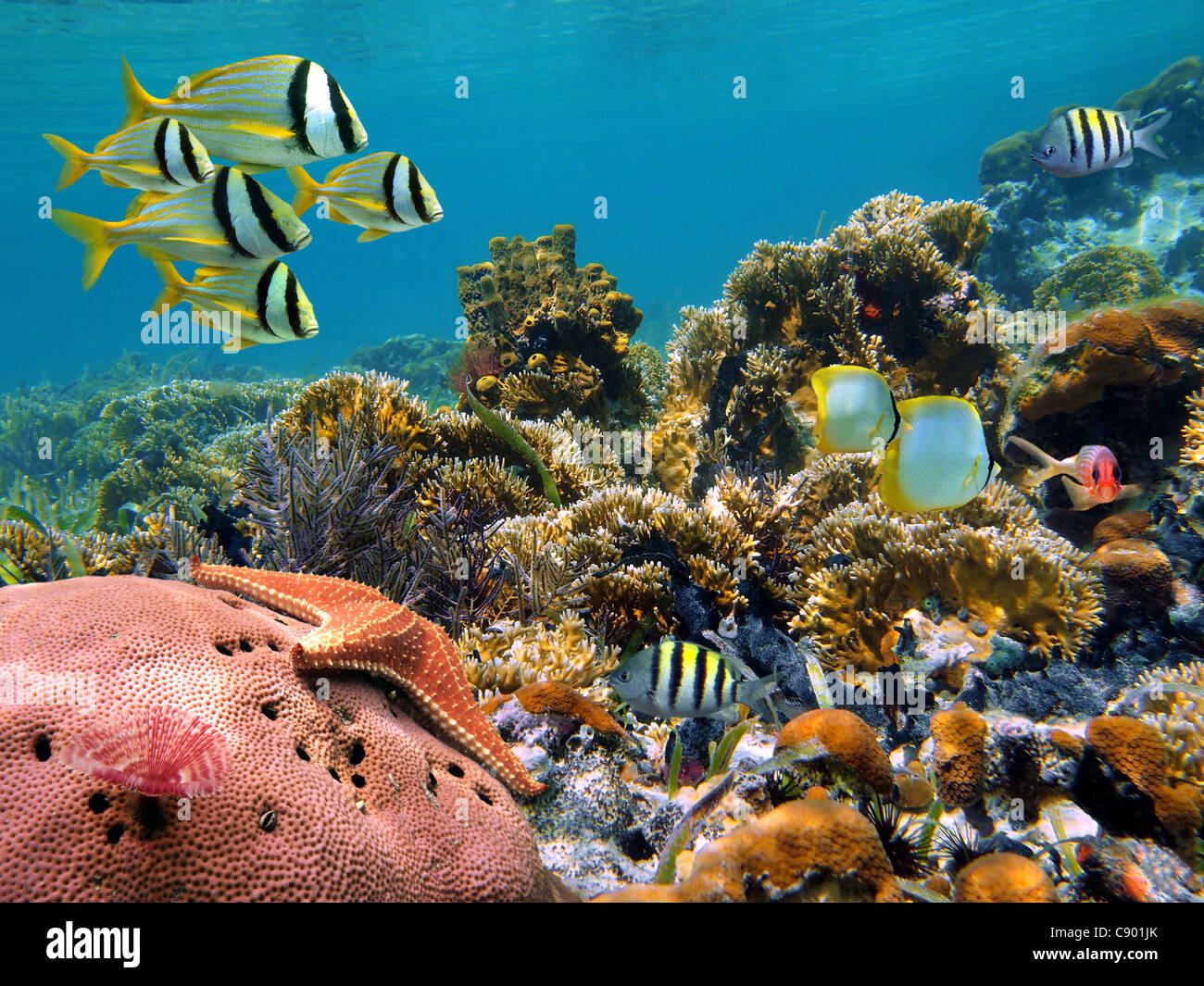 Tropical underwater marine in a thriving coral reef of the Caribbean ...