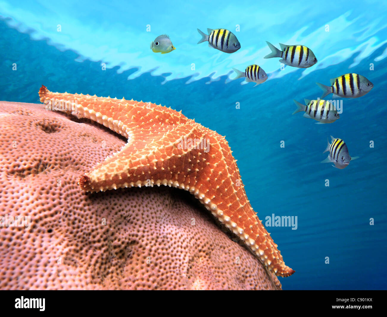 Starfish on coral and sergeant major fish with water surface in ...