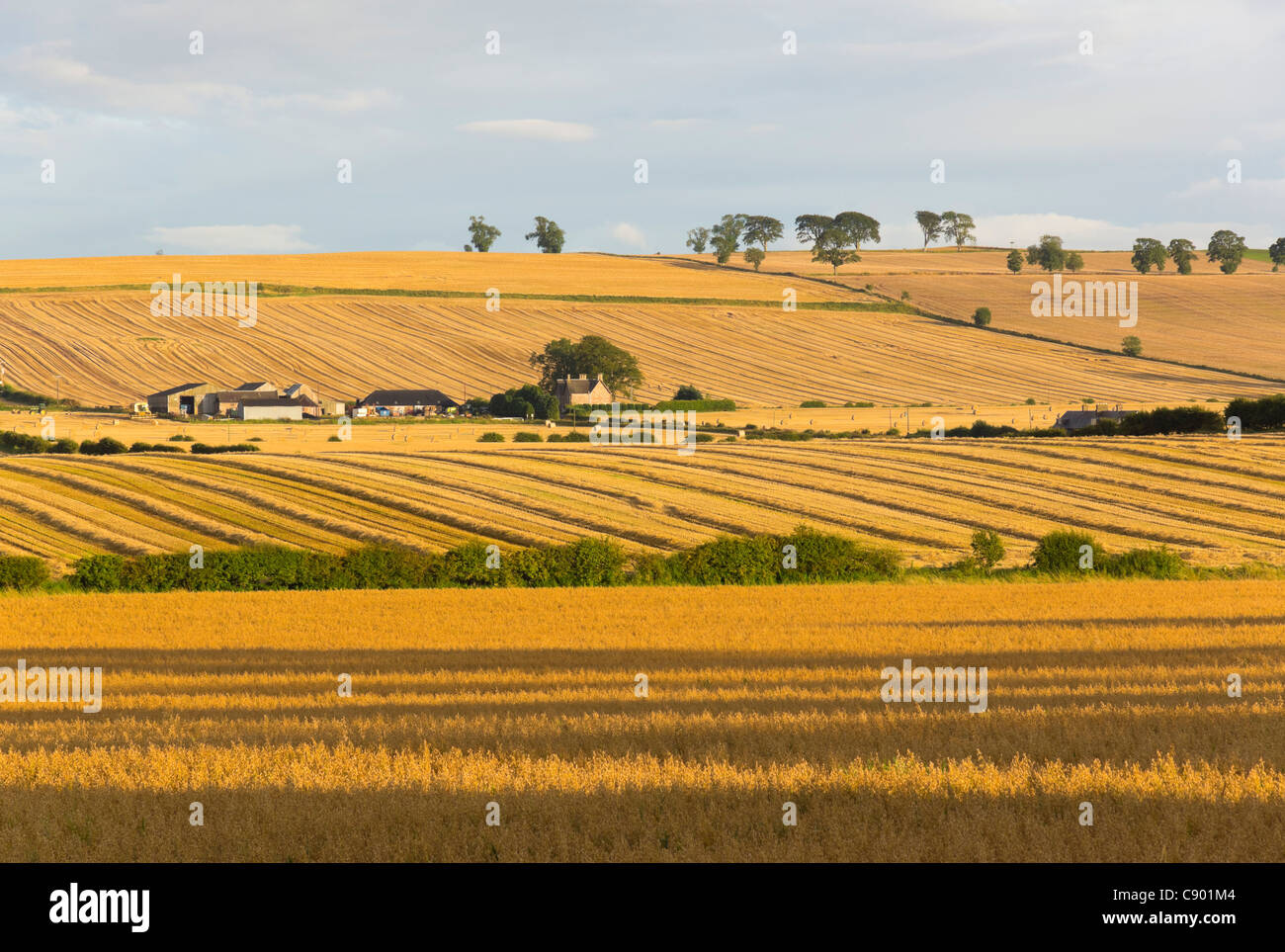 Harvest colours UK - golden harvest fields in the Glen Valley south of ...