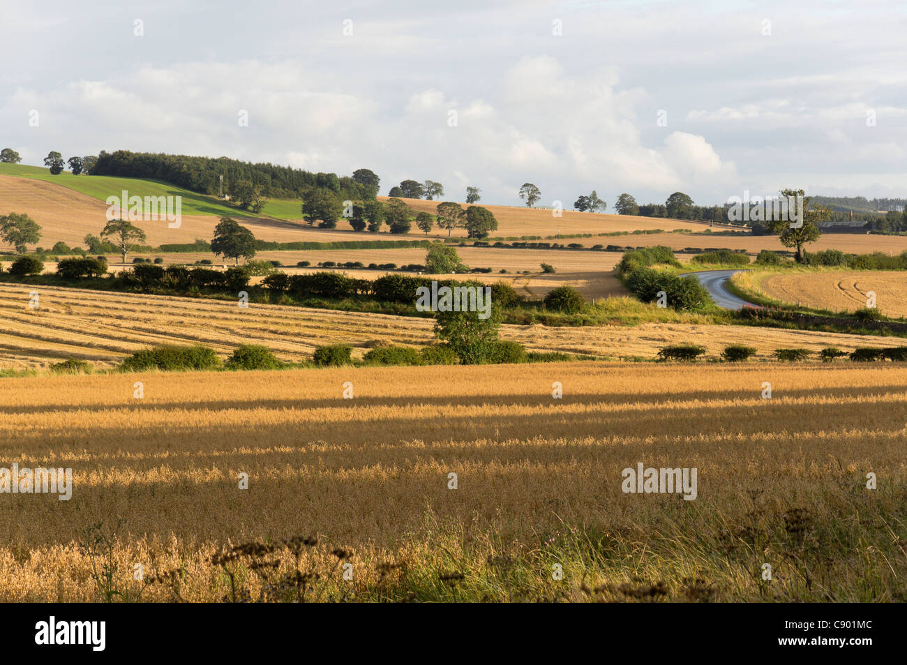 Harvest colours UK - golden harvest fields in the Glen Valley south of ...