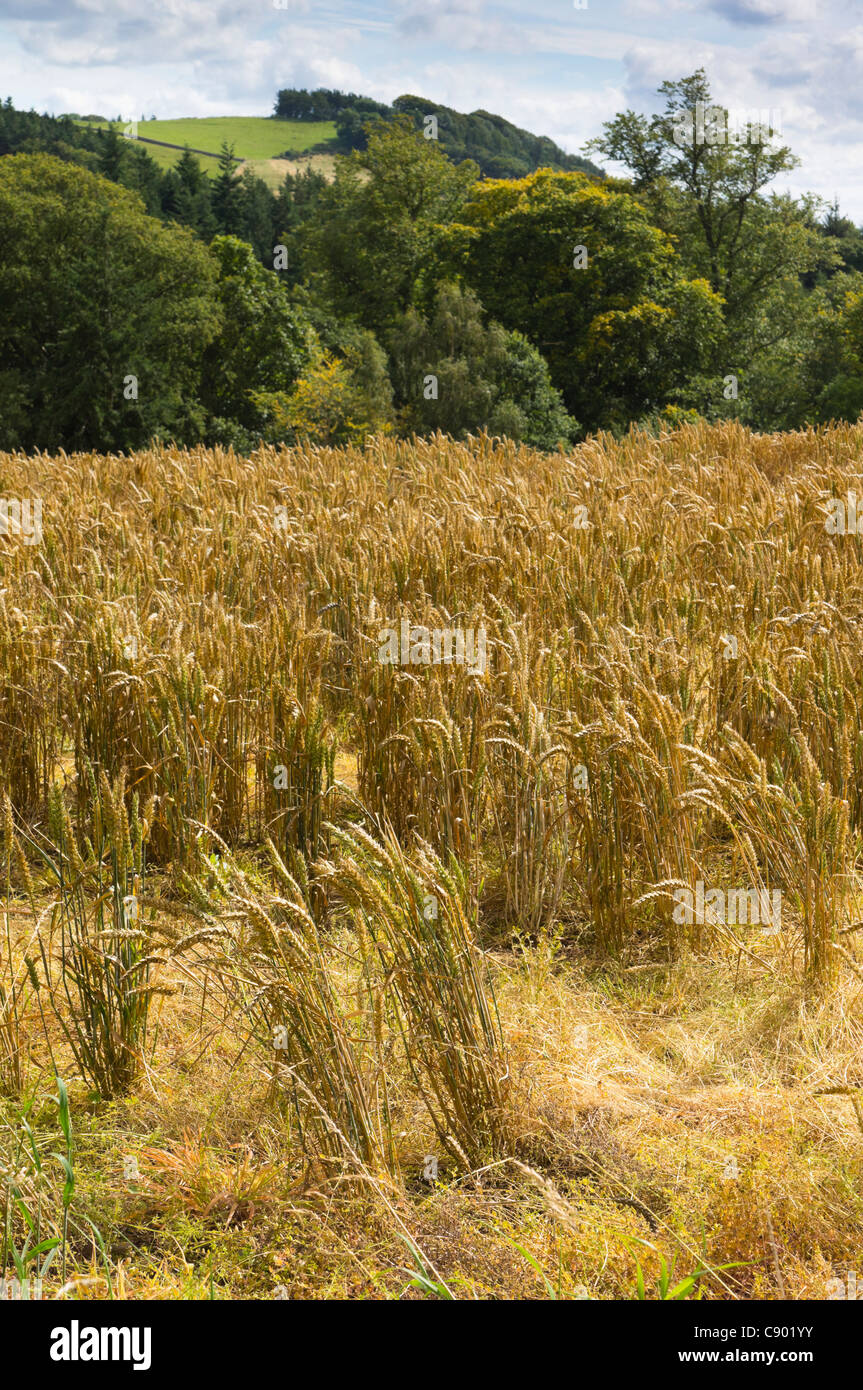Corn field scotland hi-res stock photography and images - Alamy