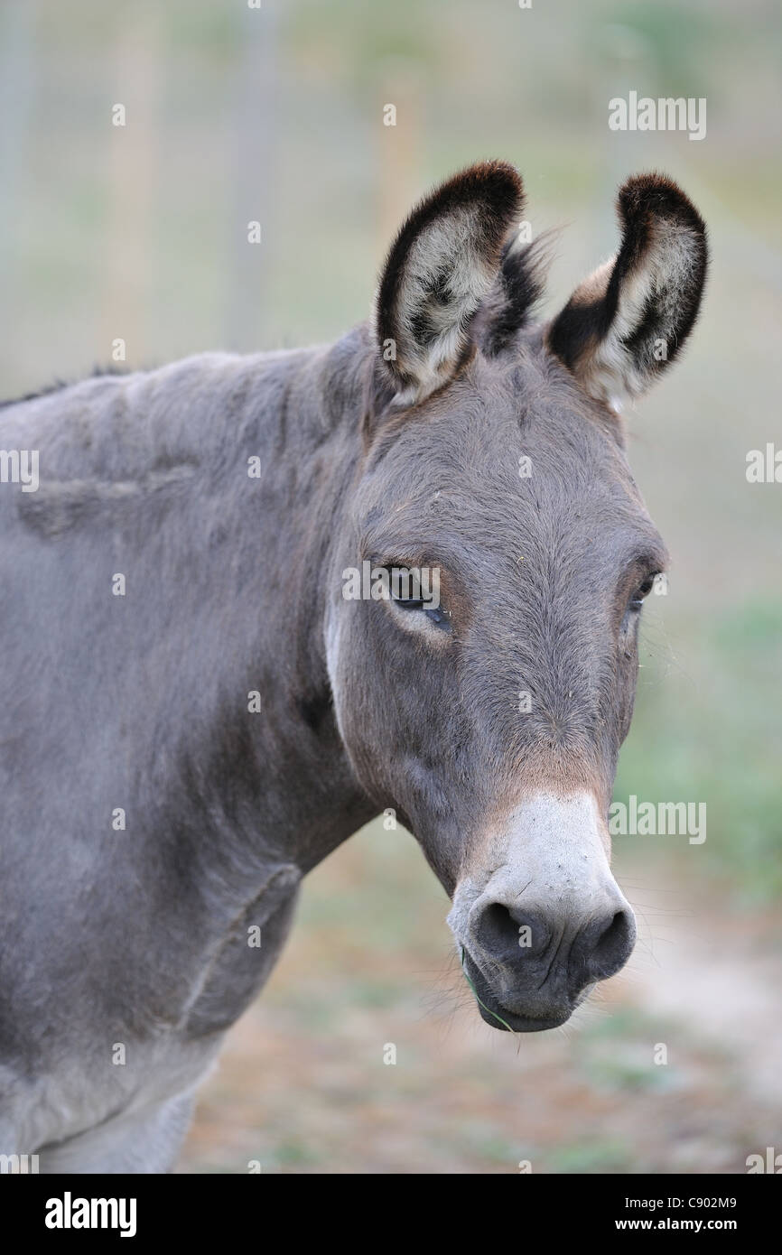 Domestic donkey (Equus asinus asinus) portrait Stock Photo - Alamy