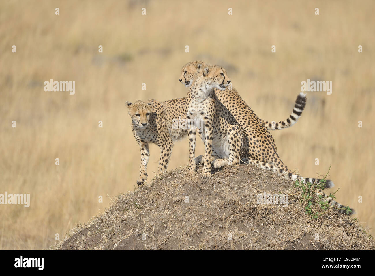 Cheetah (Acinonyx jubatus) mother & her two big cubs sitting on a termite mound Stock Photo - Alamy