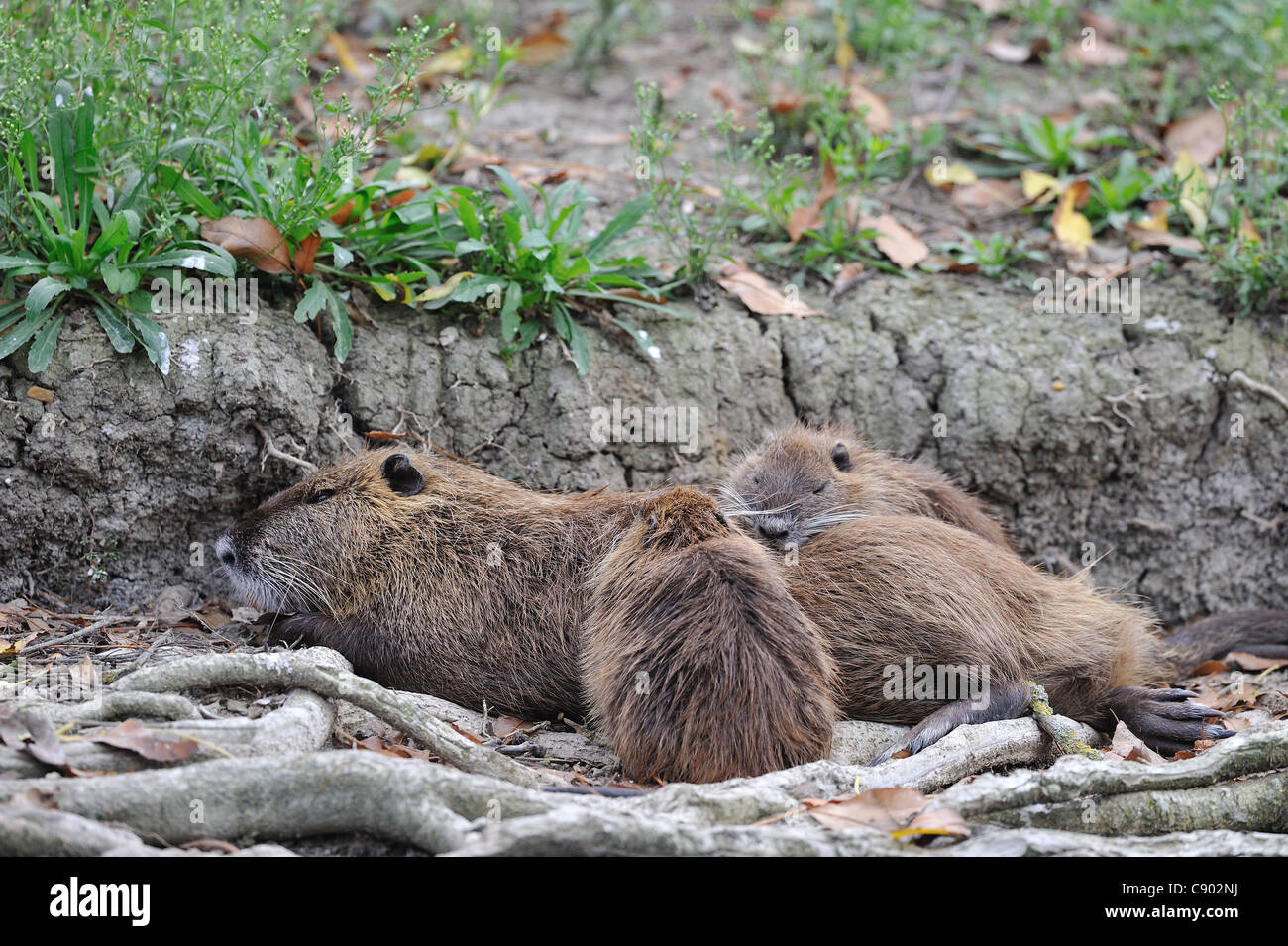 Coypu - River rat - Nutria (Myocastor coypus) family resting in the ...