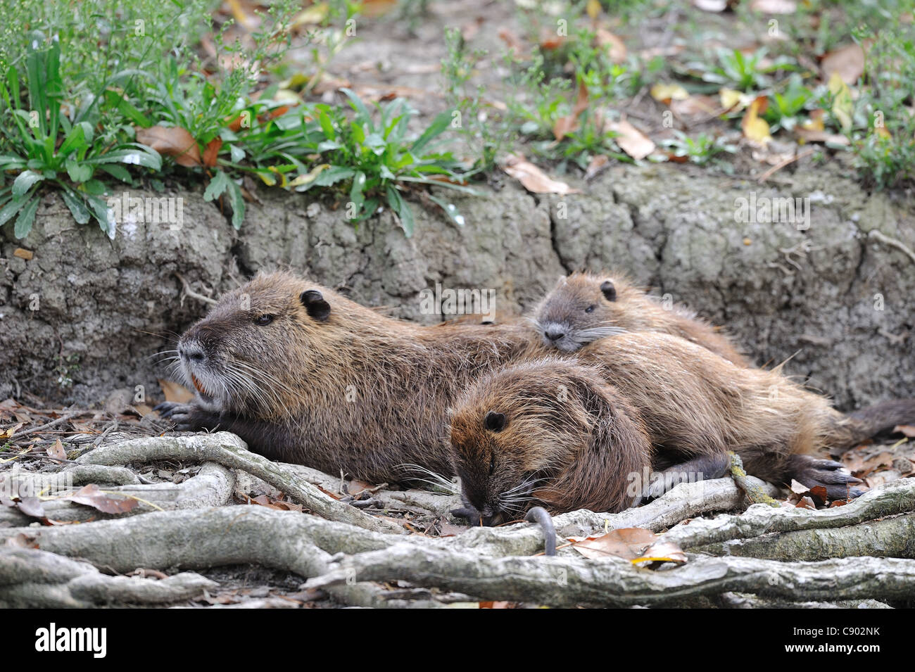 Nutria family hi-res stock photography and images - Alamy