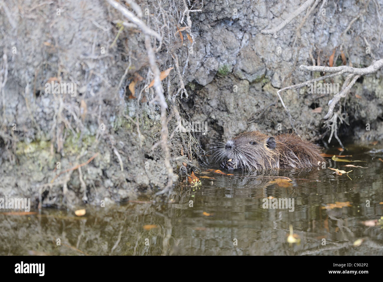Coypu - River rat - Nutria (Myocastor coypus) young eating an acorn in ...